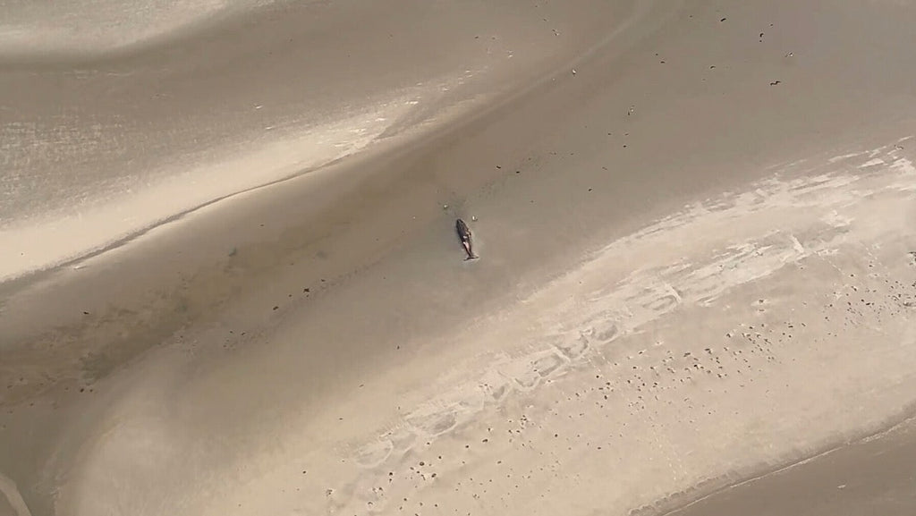 Erneut ein toter Wal auf Nordseeinsel angespült