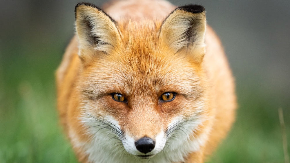 Fuchs reist als blinder Passagier von England nach New York