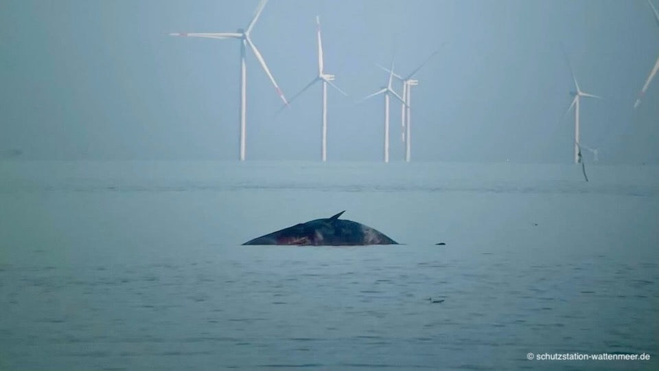 Gestrandeter Pottwal droht vor Sylt zu explodieren