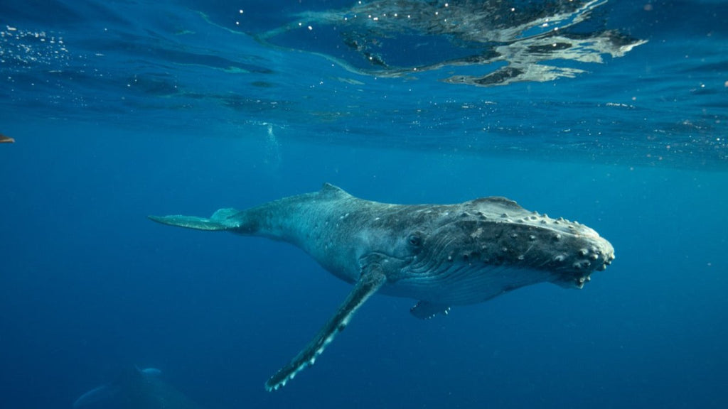 Naturschauspiel: Buckelwal in der Flenburger Förde gesichtet